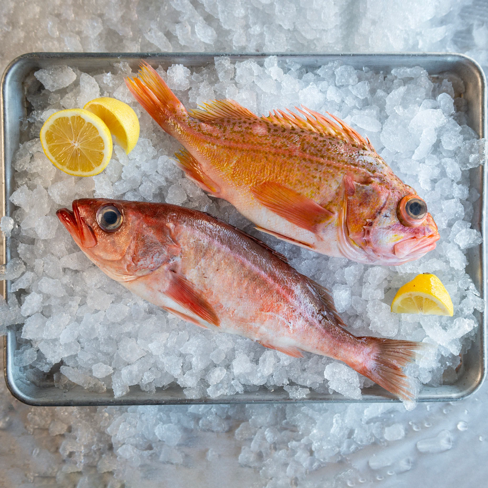 What’s the Difference Between Rockfish and Snapper? - Can't Beat 'Em ...